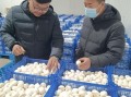 双孢蘑菇种植技术_如何提高产量与品质