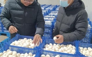 双孢蘑菇种植技术_如何提高产量与品质