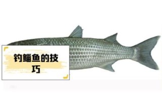 鲻鱼怎么读_鲻鱼是什么鱼 鲻鱼怎么读_鲻鱼是什么鱼