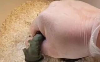 皮蛋粥怎么做_电饭锅煮皮蛋粥需要多久