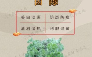 茵陈蒿的功效与作用_茵陈蒿能治什么病