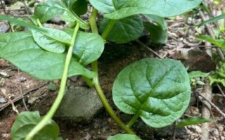 潺菜的功效与副作用_潺菜什么人不能吃