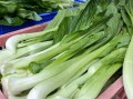 迟菜心是什么菜_迟菜心和菜心区别