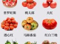 口感最好的西红柿品种有哪些_如何挑选最甜西红柿