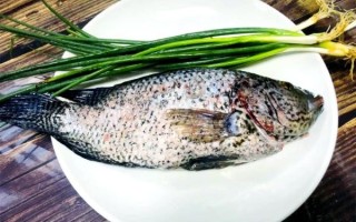 花斑鱼图片大全高清_花斑鱼长什么样