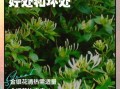 金银花治疗咽炎效果好吗_金银花泡水怎么喝才有效