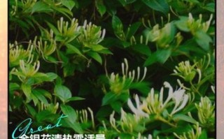 金银花治疗咽炎效果好吗_金银花泡水怎么喝才有效