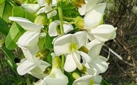 洋槐花图片_洋槐花长什么样