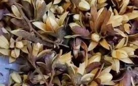 香椿树种子有什么功效_香椿籽怎么吃