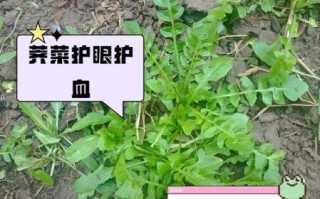 荠菜的营养价值_荠菜的功效与作用