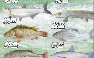 看图识鱼_常见淡水鱼种类大全