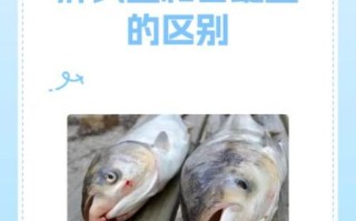 胖头鱼和白鲢鱼的区别_如何一眼分辨胖头鱼和白鲢鱼