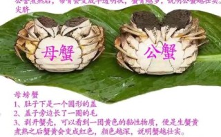 大闸蟹图片大全_如何挑选鲜活蟹
