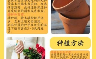 羽衣甘蓝怎么种_羽衣甘蓝种植时间和方法