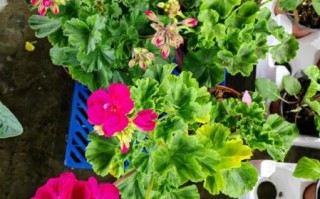 天竺葵有毒吗_天竺葵对猫狗安全吗