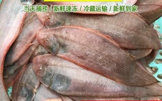 扁口鱼是什么鱼_扁口鱼多少钱一斤