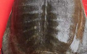 甲鱼批发价格多少钱一斤_甲鱼批发哪里便宜