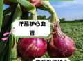 洋葱生吃怎么做_洋葱生吃有什么好处
