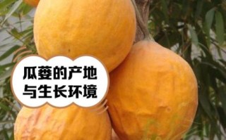 全瓜蒌的功效与作用_全瓜蒌怎么吃效果最好