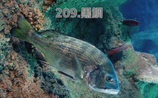 黑鲷鱼多少钱一斤2021_2021年黑鲷鱼价格走势