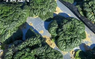 黑叶白菜怎么做好吃_黑叶白菜的营养价值