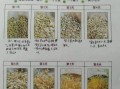 绿豆观察日记7天怎么写_绿豆发芽全过程记录
