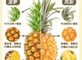 凤梨和菠萝的区别_怎么区分凤梨和菠萝