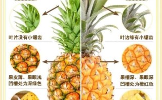 凤梨和菠萝的区别_怎么区分凤梨和菠萝