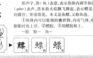 鱼鳔读音是什么_鱼鳔怎么读才标准