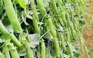 荷兰豆种植温度多少合适_荷兰豆耐寒多少度
