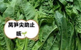 莴笋尖的营养价值_莴笋尖怎么吃最营养