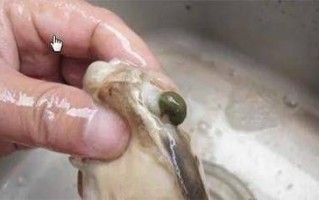 野生河蚌吃了会死人吗_野生河蚌中毒症状