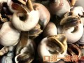 香螺怎么煮_香螺煮多久才熟