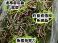 鱼腥草怎么吃最安全_鱼腥草禁忌有哪些