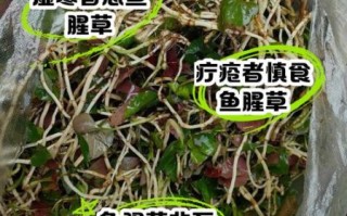 鱼腥草怎么吃最安全_鱼腥草禁忌有哪些