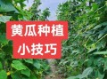 黄瓜种植技术与管理方法_如何提高黄瓜产量