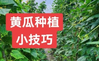 黄瓜种植技术与管理方法_如何提高黄瓜产量