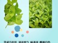 薄荷叶的功效与作用及禁忌_薄荷叶泡水喝的注意事项