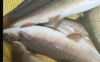 野生细鳞鱼长什么样_野生细鳞鱼多少钱一斤