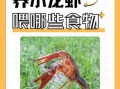 小龙虾吃什么食物好养活_小龙虾怎么喂长得快
