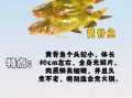 常见的淡水鱼有哪些_如何区分常见淡水鱼