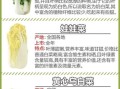 小白菜和大白菜的区别_哪个营养更高