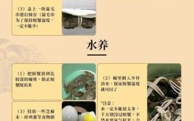 活螃蟹怎么保存过夜_放水还是不放水