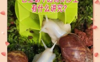 蜗牛没土可以养吗_蜗牛无土饲养方法