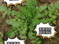 荠荠菜的功效与作用_荠荠菜的营养价值