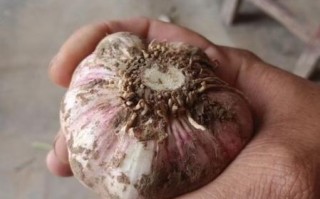 杞县大蒜价格多少钱一斤_杞县大蒜最新行情