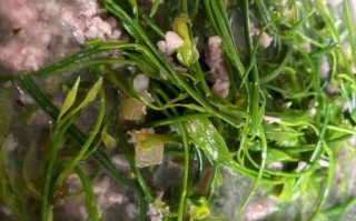 云南甜菜树学名叫什么_甜菜树与甜菜的区别