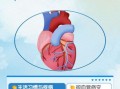 心肌缺血会自愈吗_心肌缺血能自行恢复吗