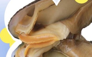 河蚌肉哪里能吃图解_河蚌哪些部位不能吃