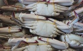 冷冻梭子蟹多少钱一斤_冷冻梭子蟹价格走势